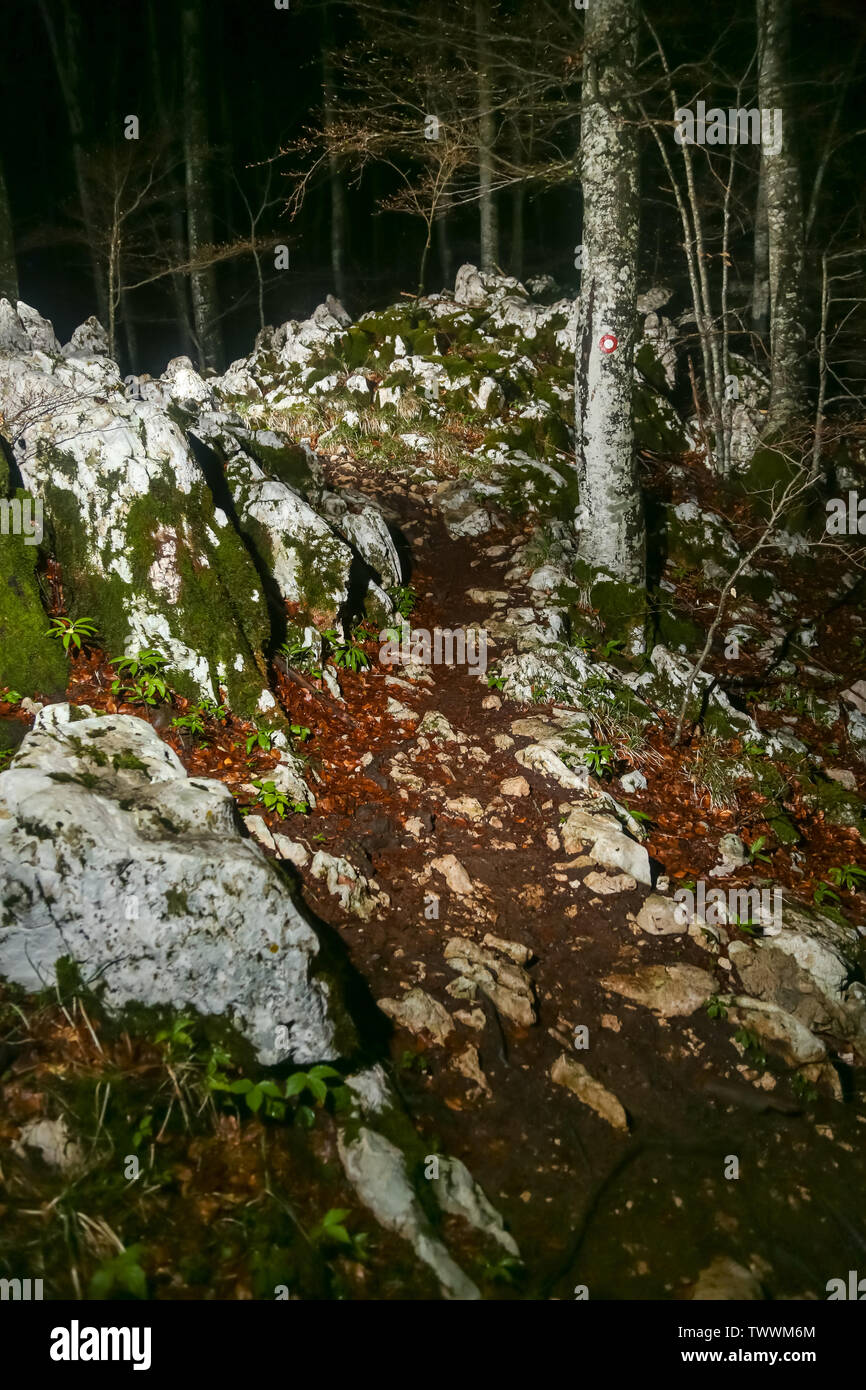Rocky mountain path in the forest during night Stock Photo - Alamy