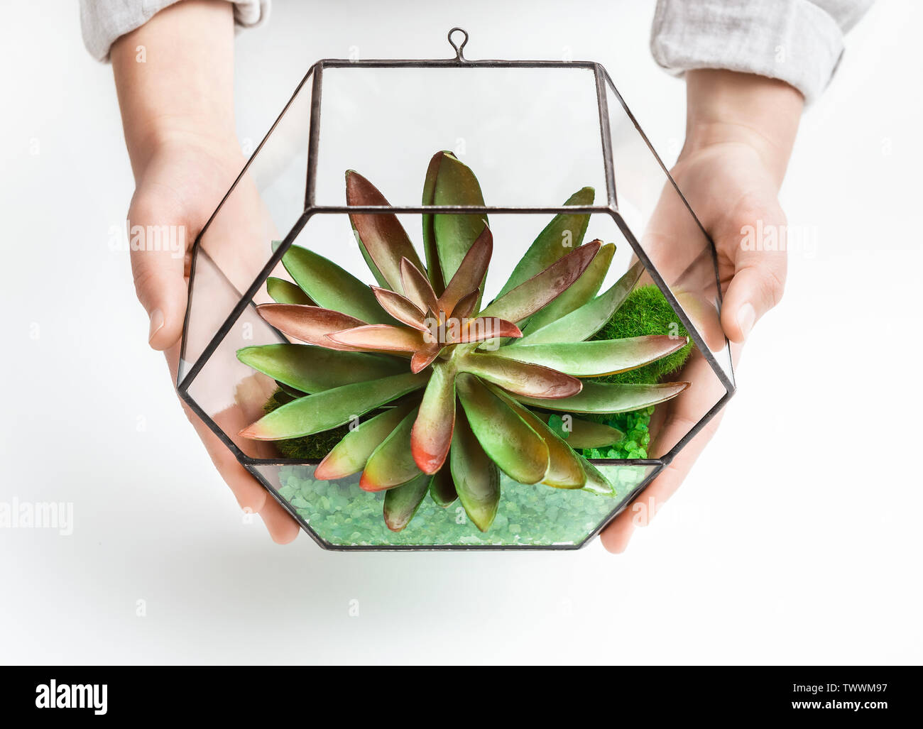 Woman holding glass florarium vase with plants Stock Photo - Alamy