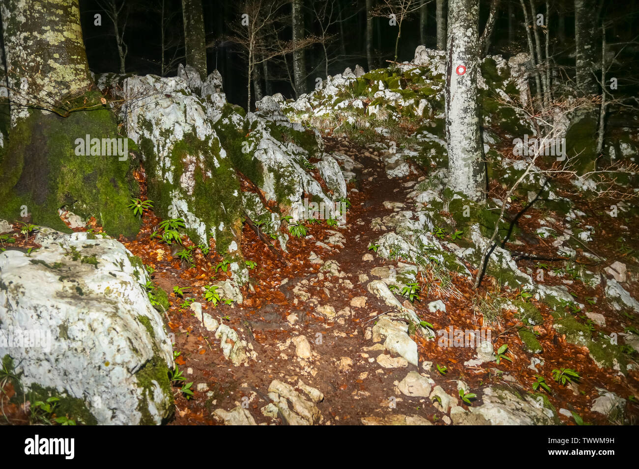 Rocky mountain path in the forest during night Stock Photo - Alamy