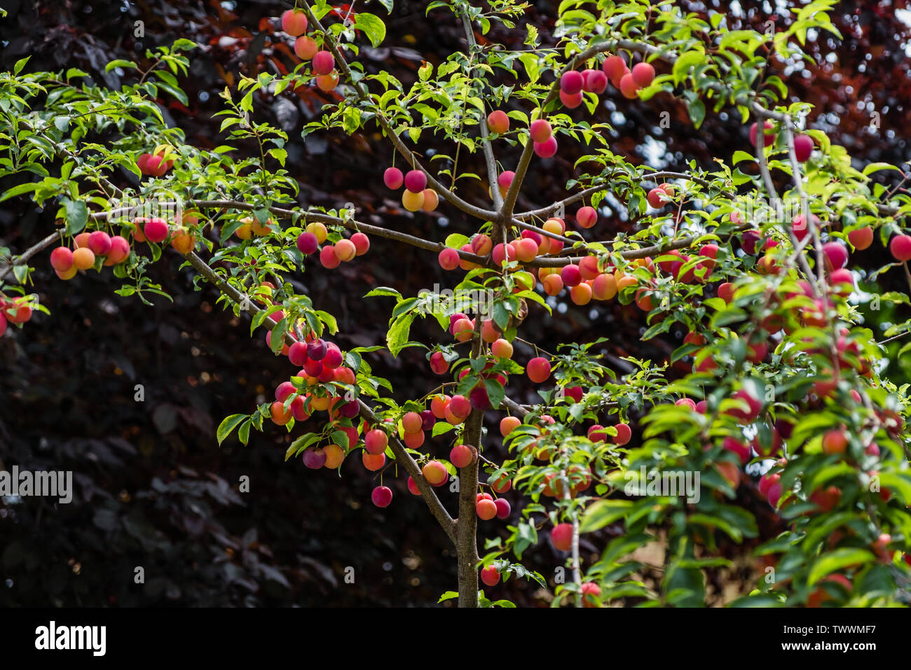 Plant prunus fruit mirabelle prunus domestica hi-res stock photography ...