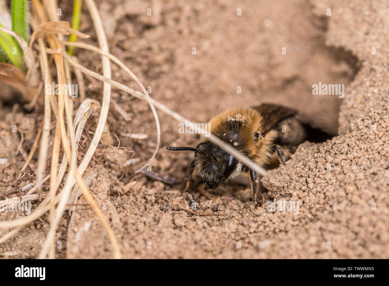 Single female mining bee in her hole on the ground, Germany Stock Photo ...
