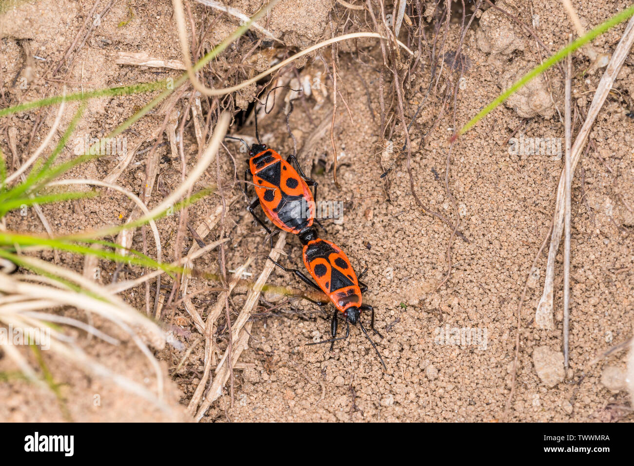Mating dress hi-res stock photography and images - Alamy