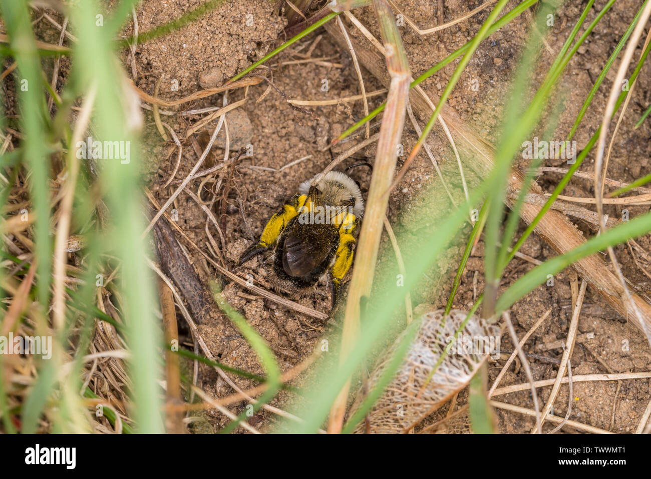 Single earth bee male with yellow pollen on the ground, Germany Stock ...