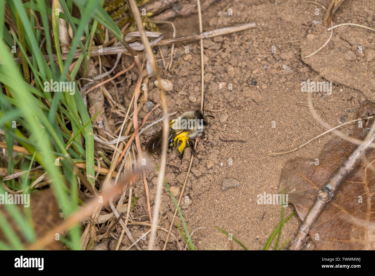 Single earth bee male with yellow pollen on the ground, Germany Stock ...