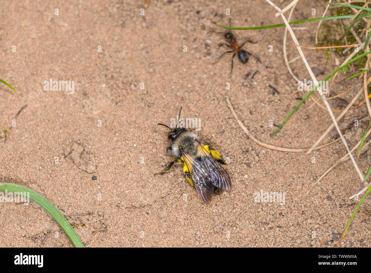 Single earth bee male with yellow pollen on the ground, Germany Stock ...