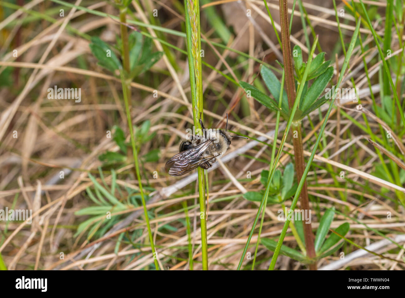 Single earth bee male hangs on a blade of grass, Germany Stock Photo ...