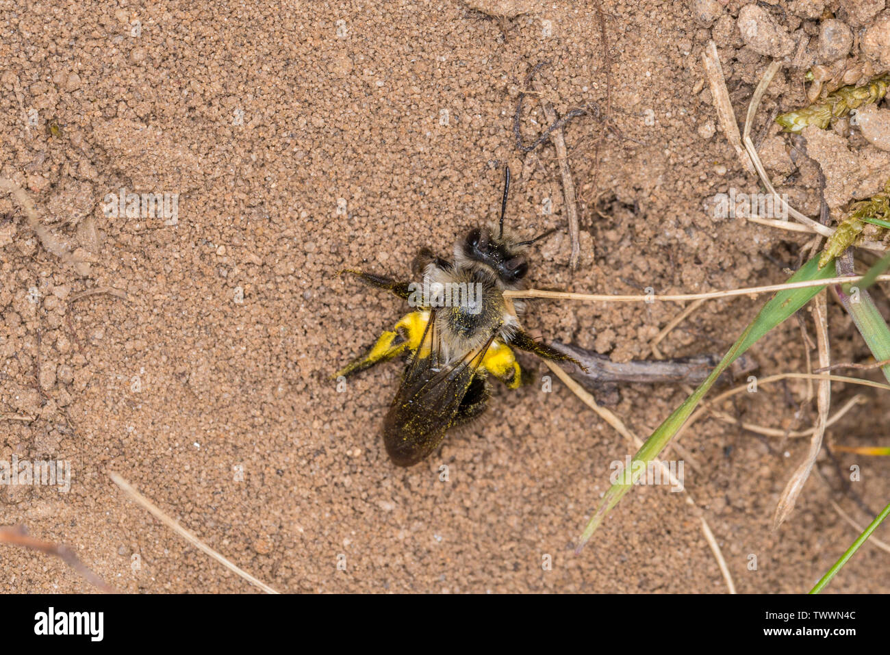 Single earth bee male with yellow pollen on the ground, Germany Stock ...