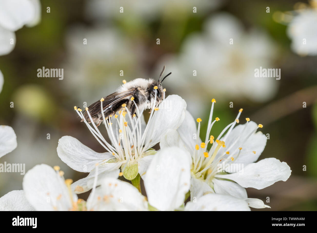 Single earth bee male sitting on a flower of a tree, Germany Stock ...