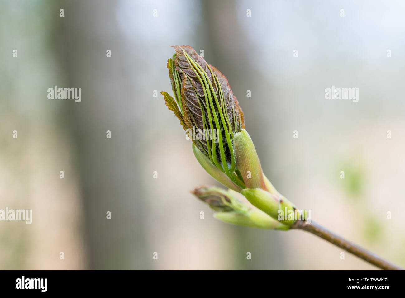 Bud of a tree sprouting in spring, Germany Stock Photo - Alamy