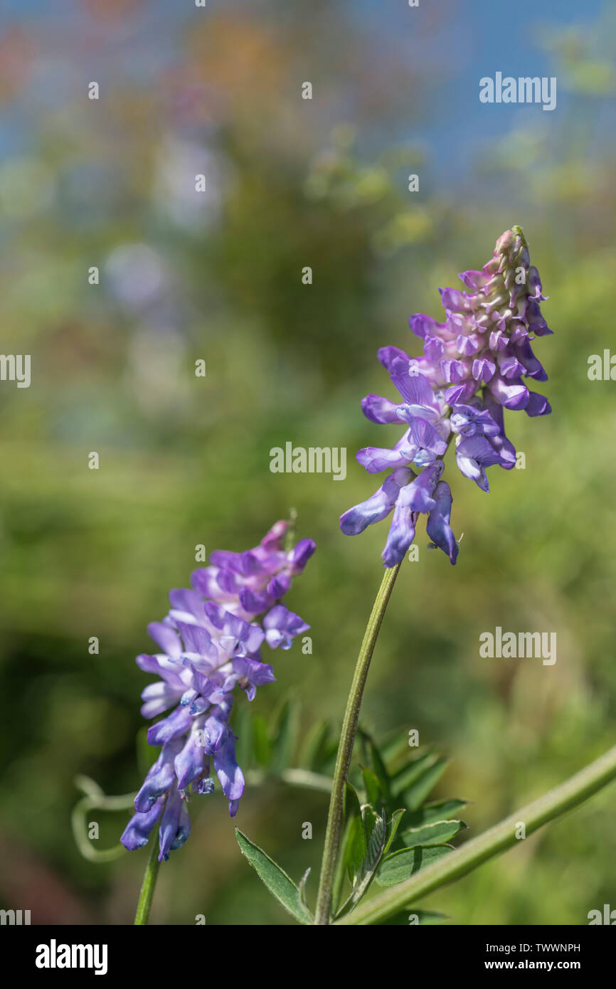 Sunlit flowering Tufted Vetch / Vicia cracca in a Cornwall hedgerow ...