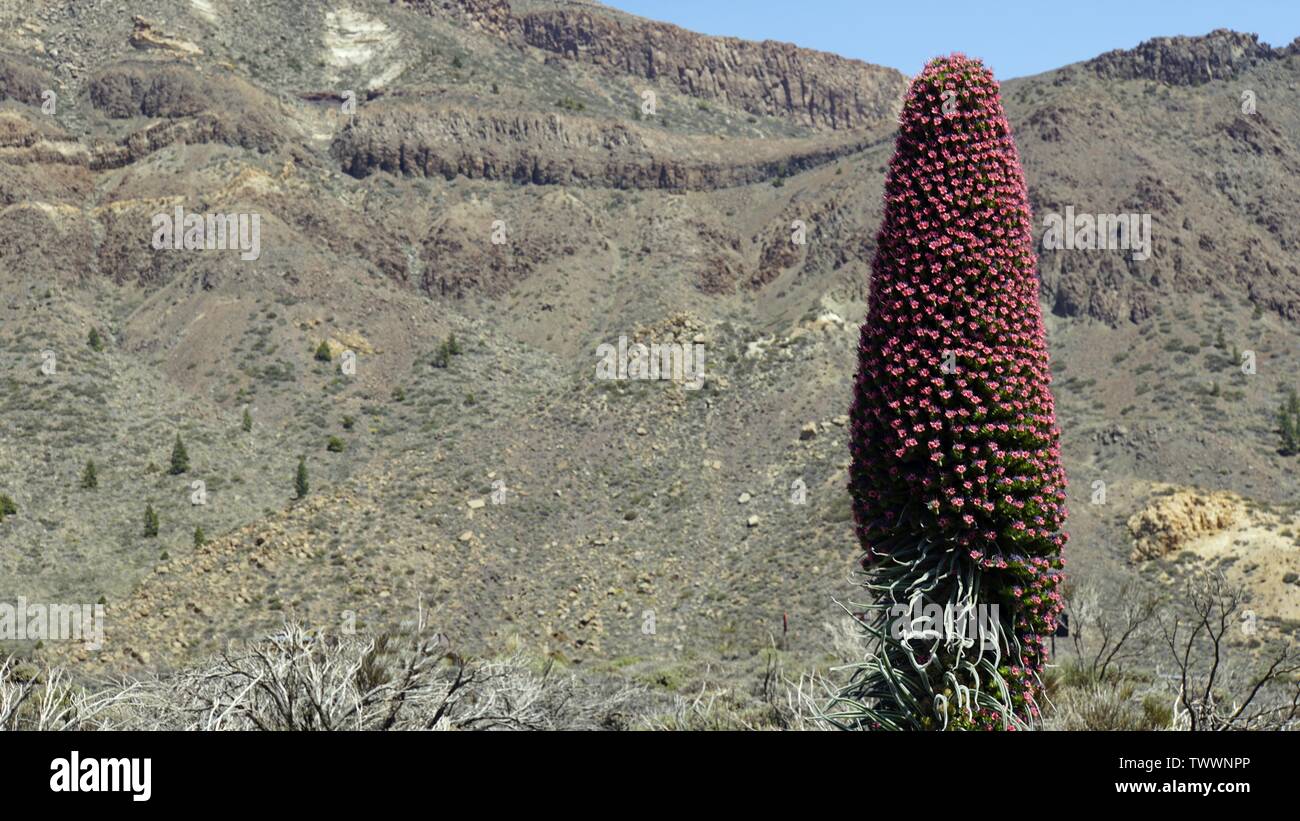 blooming rare red bugloss on tenerife island Stock Photo - Alamy