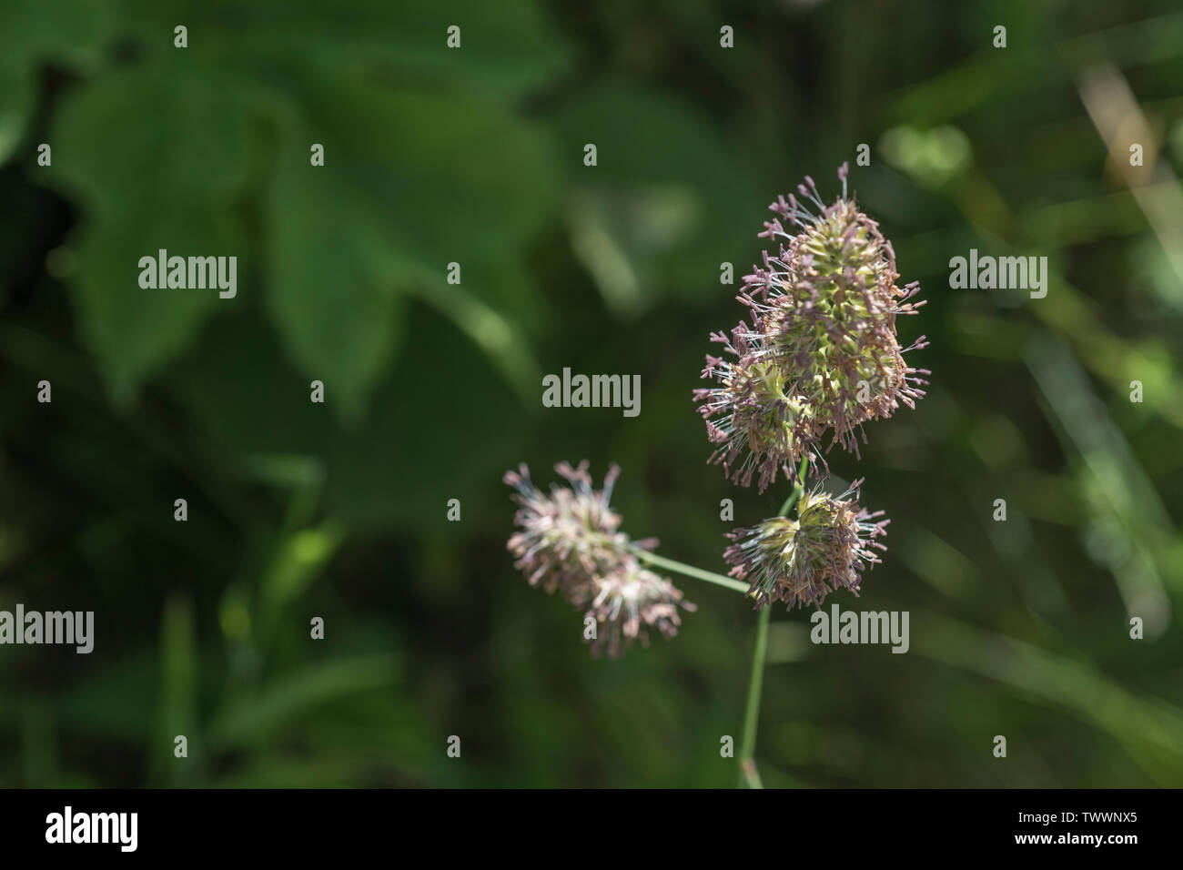 Close-up shot of a flowering head of grass - botanical family Gramineae ...