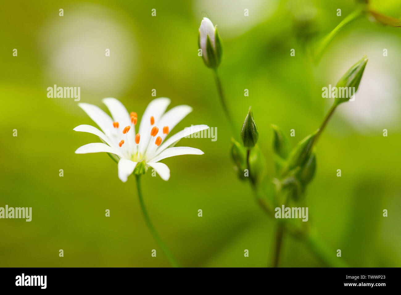 Small red weed hi-res stock photography and images - Alamy