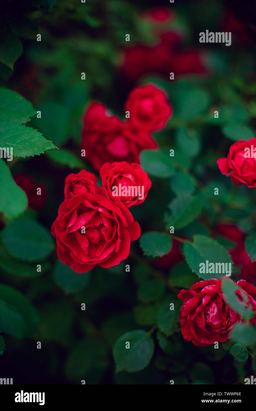 bush of red roses grow in the summer garden Stock Photo - Alamy