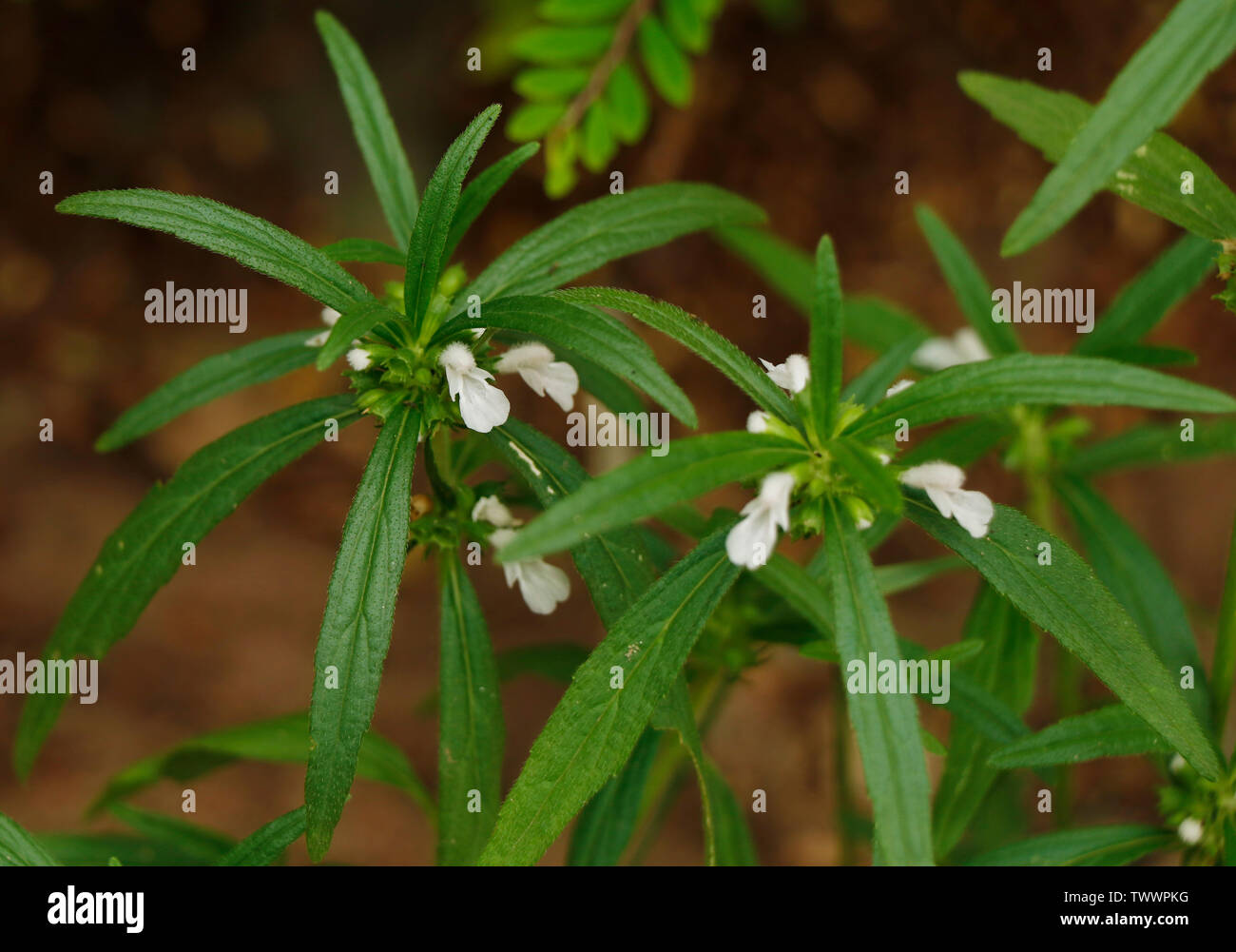 Leucas zeylanica, commonly known as Ceylon slitwort, is a small ...