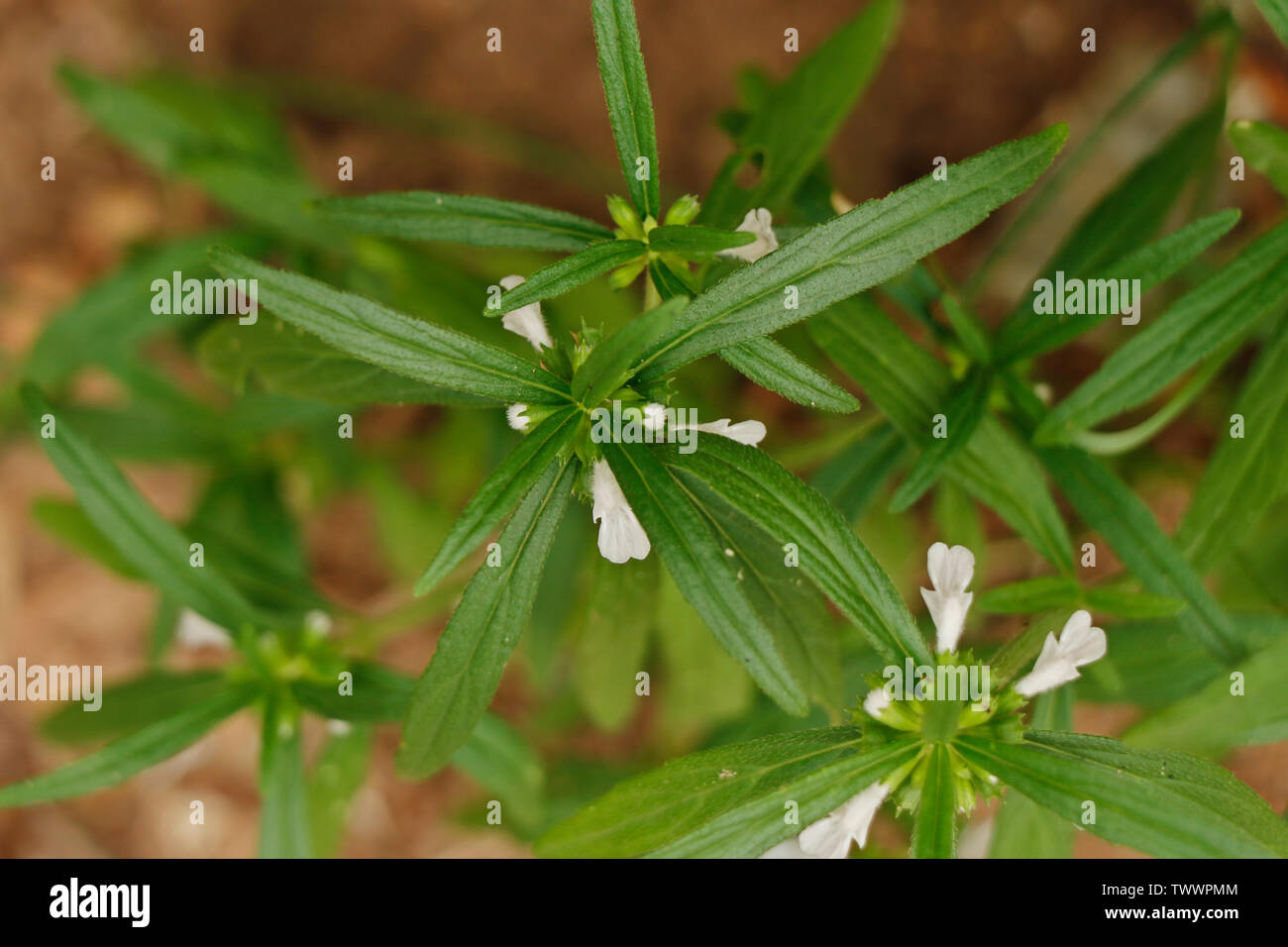 Leucas zeylanica, commonly known as Ceylon slitwort, is a small ...