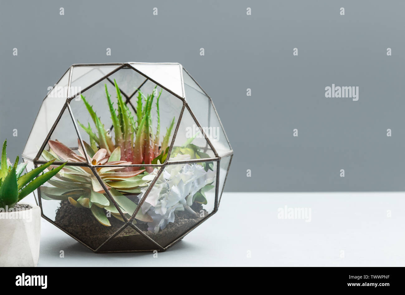 Mini garden in glass florarium, copy space Stock Photo - Alamy