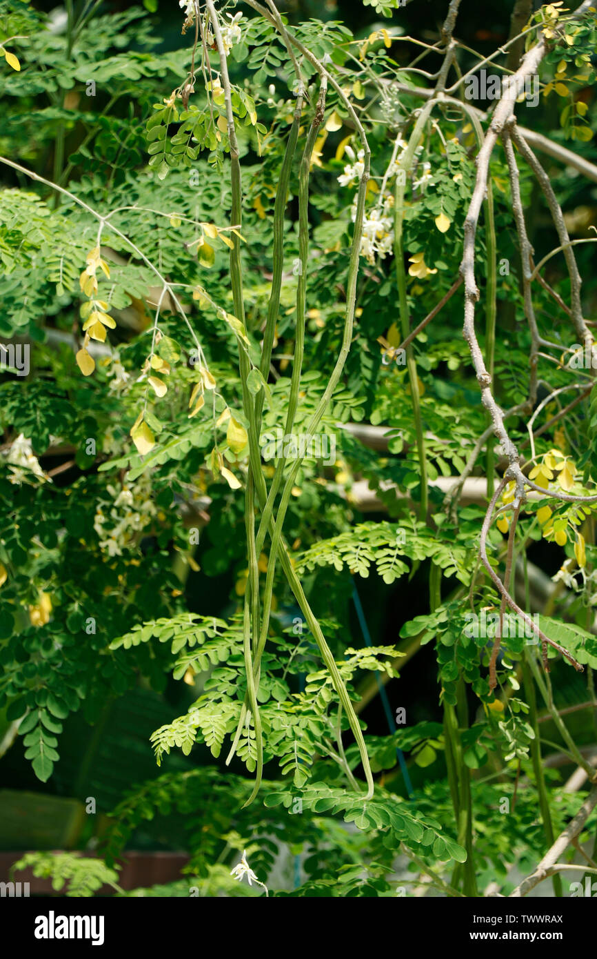 Moringa genus hi-res stock photography and images - Alamy