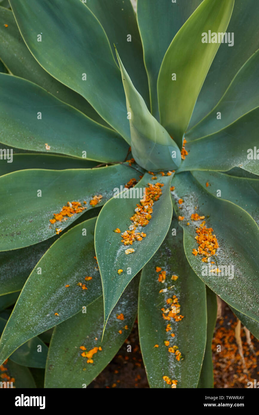 Funchal spring flora, Madeira, Portugal, European Union Stock Photo - Alamy