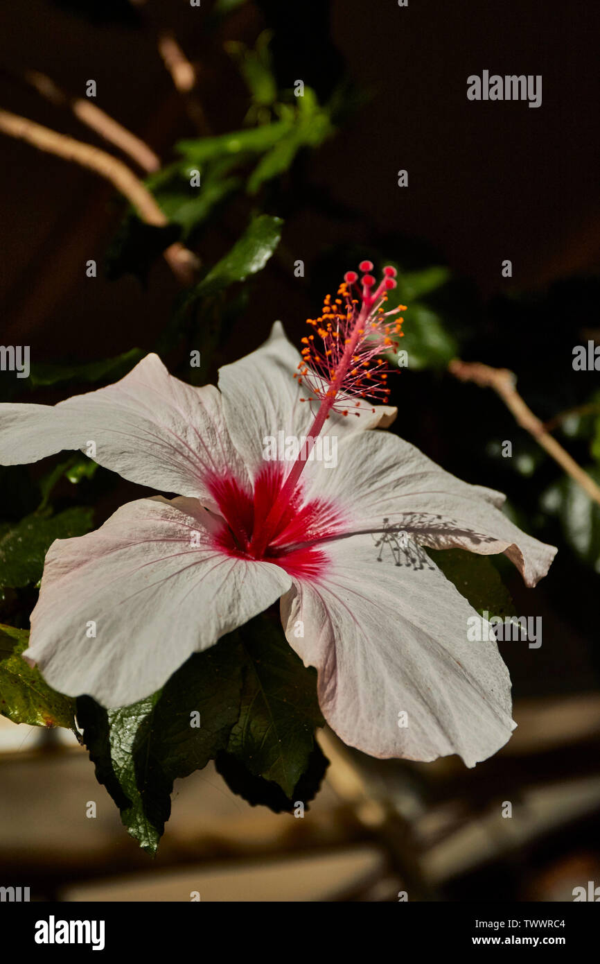 Pink Hibiscus flower nature photograph, Funchal, Madeira, Portugal ...