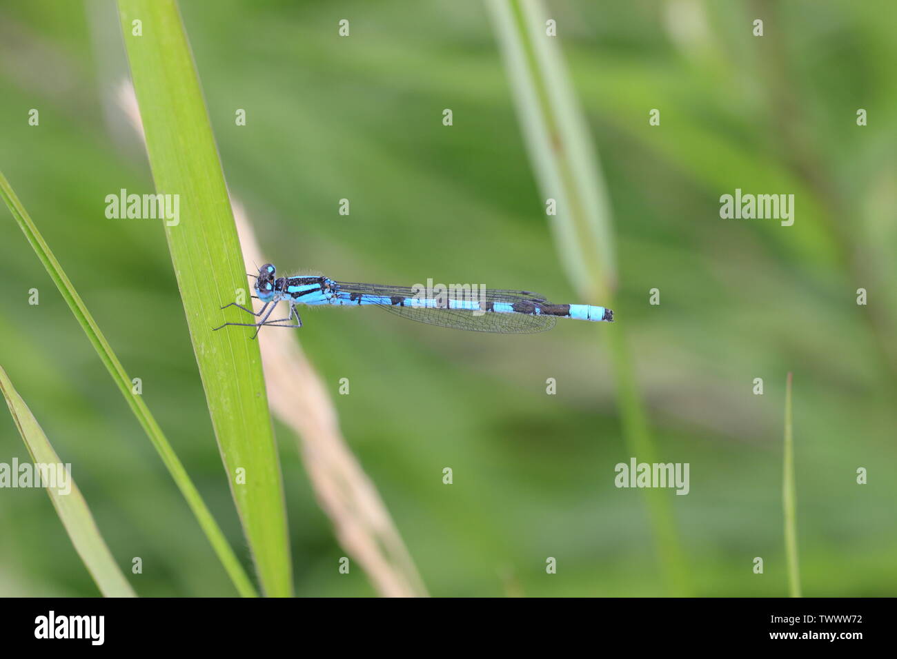 Adult male common blue damselfly (Enallagma cyathigerum) at rest on a ...