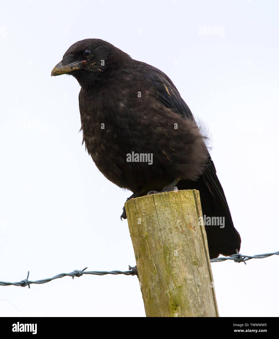 Juvenile carrion crow hi-res stock photography and images - Alamy