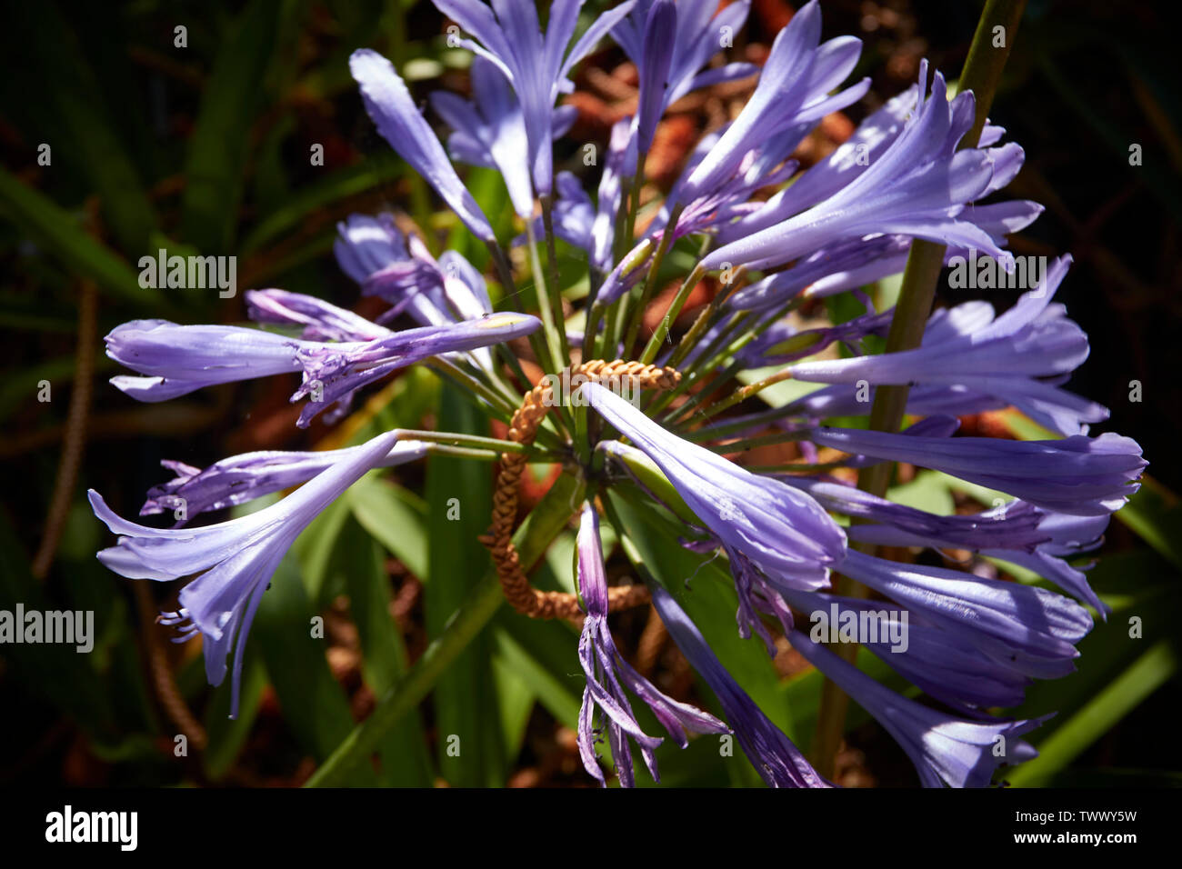 Agapanthus Africanus (African lily) flower head in close-up, Funchal ...