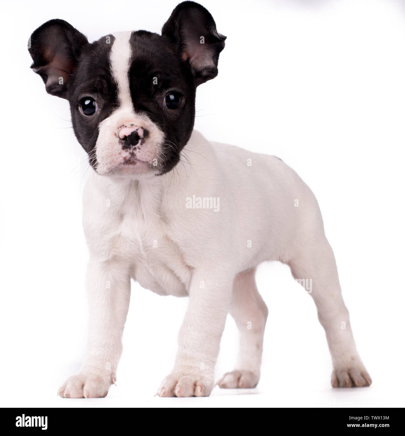 How Much Is A Frenchie Pug