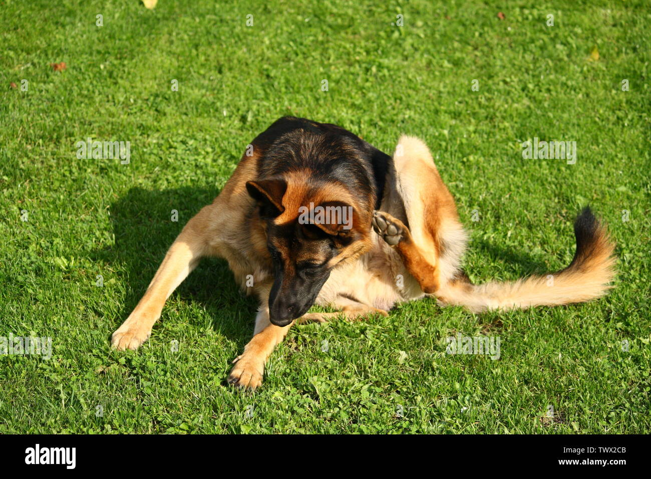 German shepherd dog scratching, on green grass Stock Photo - Alamy