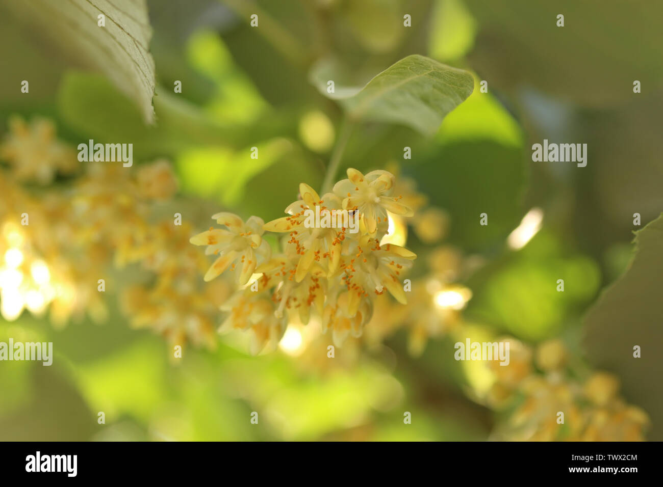 Flowering linden in bloom hi-res stock photography and images - Alamy