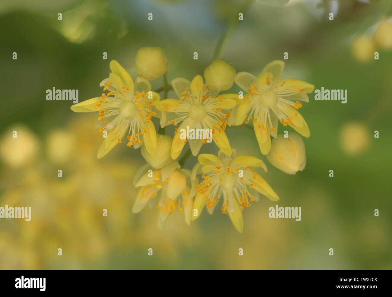 Flowering linden in bloom hi-res stock photography and images - Alamy