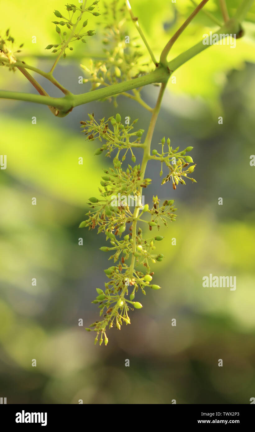 Sprout of grape Stock Photo - Alamy