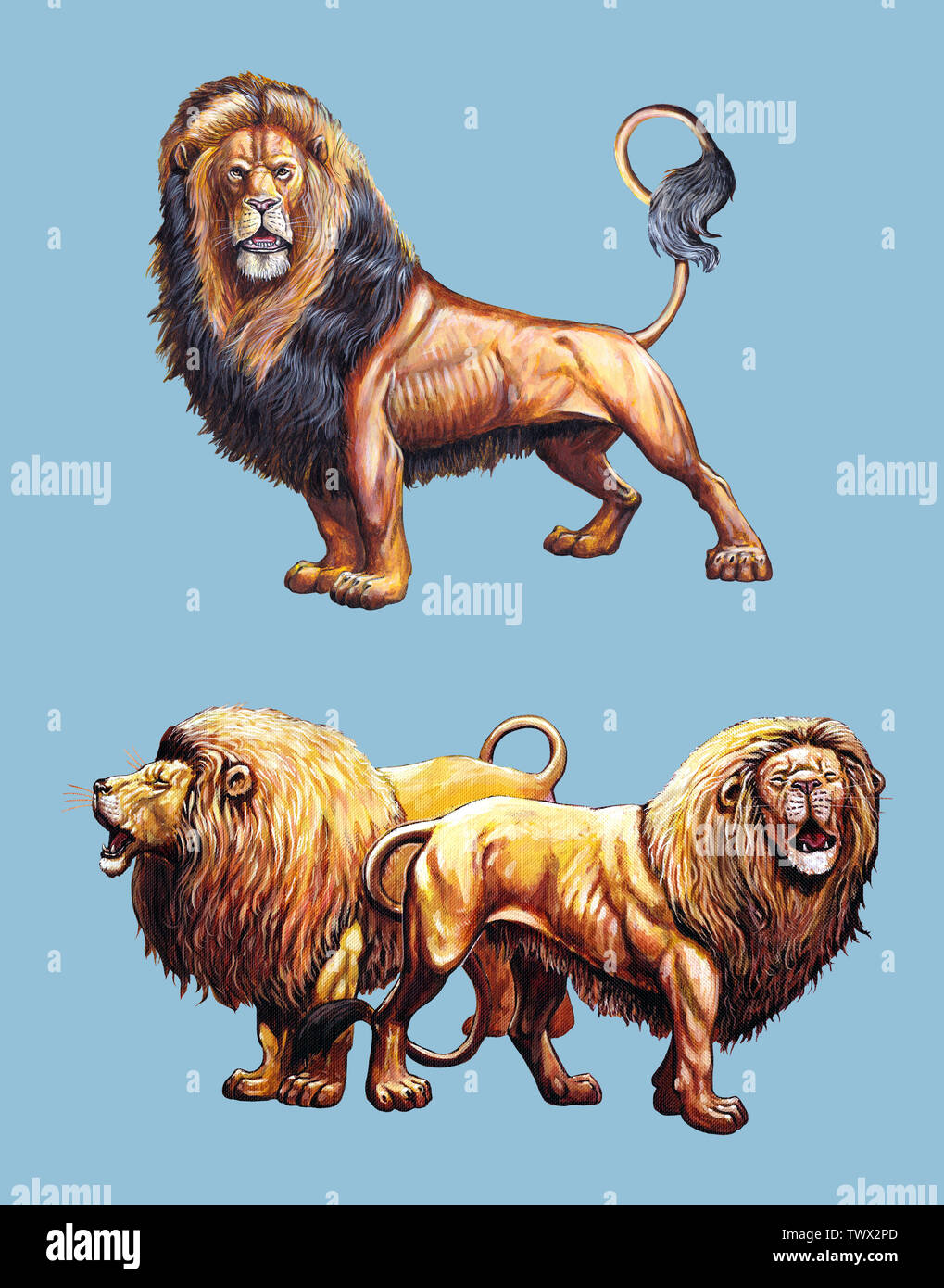 Lion hand painted. 2 Lions illustrations. Big cat acrylic illustration ...