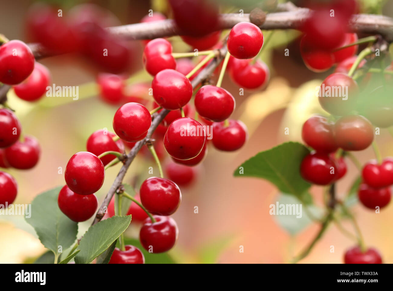Red sour cherries on a tree Stock Photo - Alamy