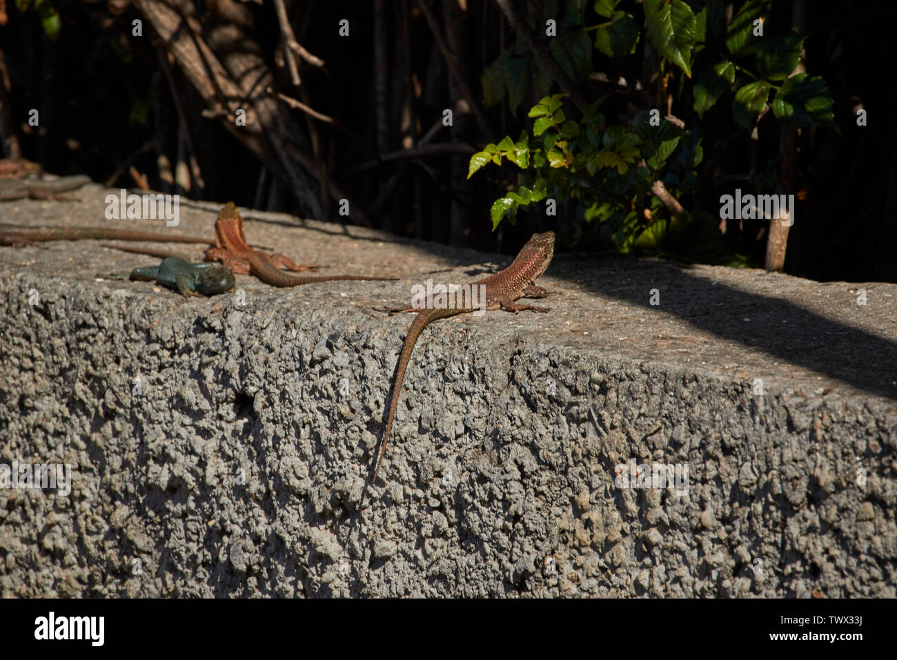 Madeiran wall lizards in bright sunshine, Funchal, Madeira, Portugal ...