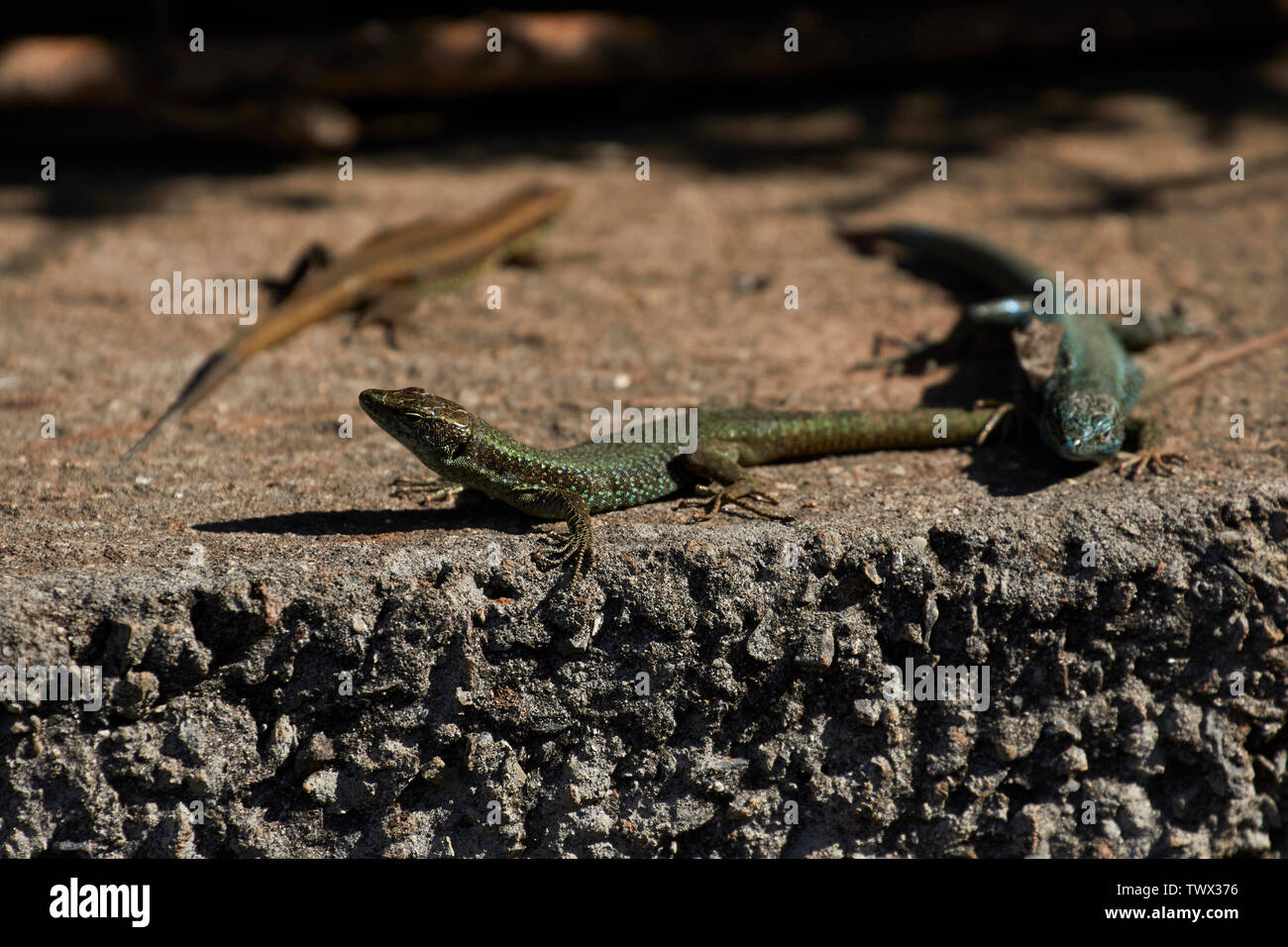 Madeiran wall lizards in bright sunshine, Funchal, Madeira, Portugal ...