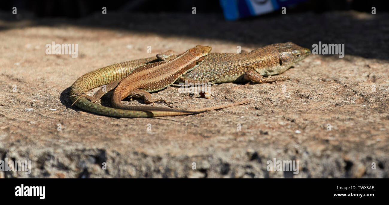 Madeiran wall lizards in bright sunshine, Funchal, Madeira, Portugal ...