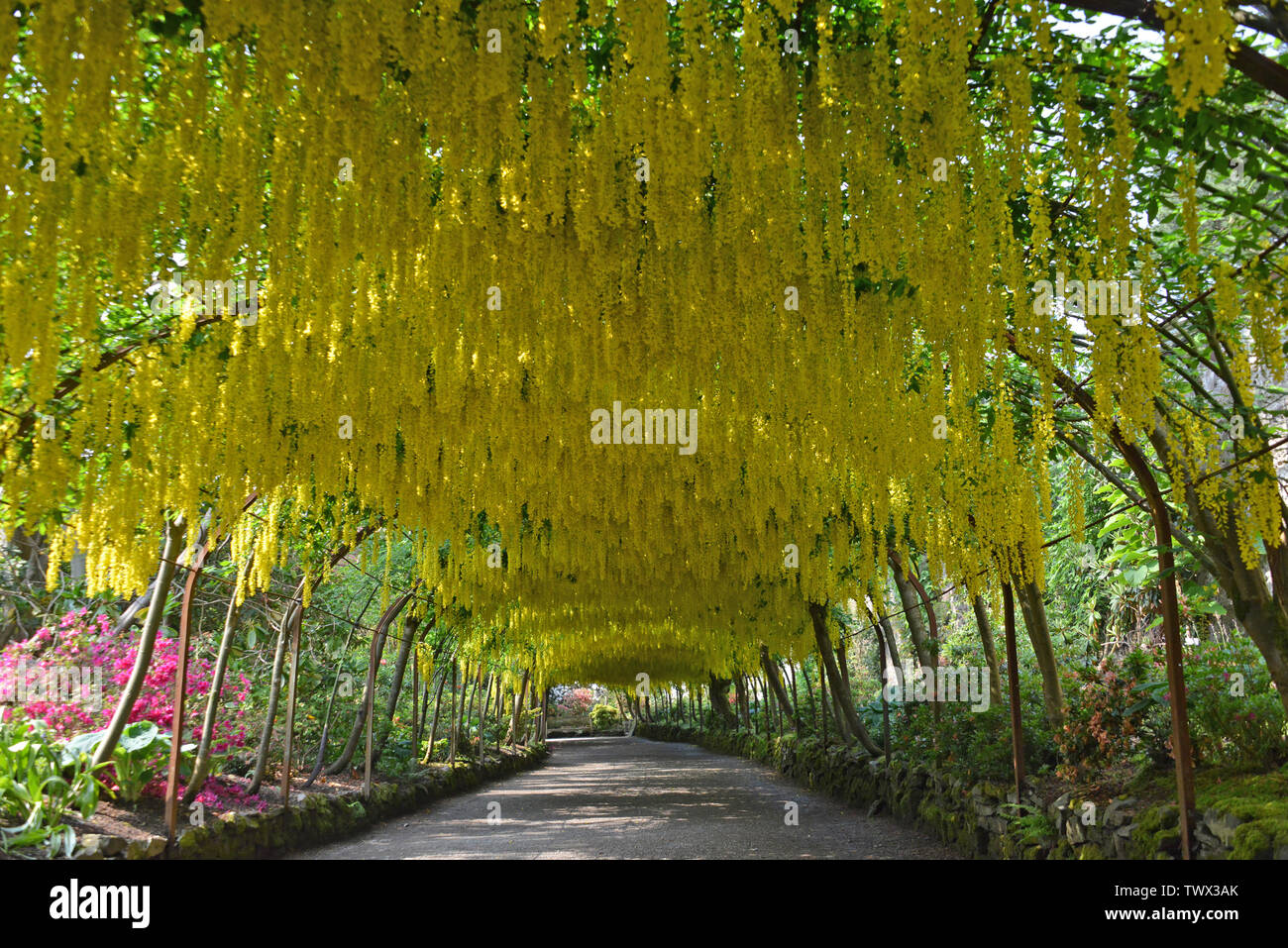 Laburnum Arch High Resolution Stock Photography and Images - Alamy