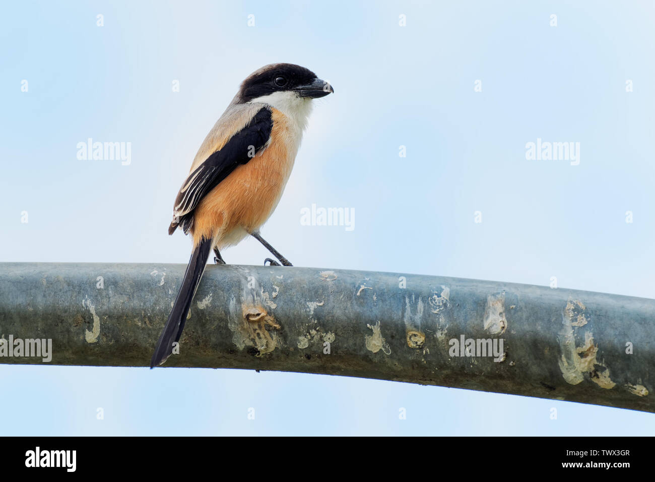Laniidae hi-res stock photography and images - Alamy