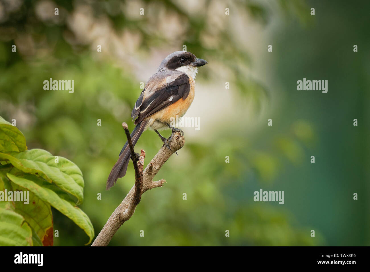 Rufous colour hi-res stock photography and images - Alamy