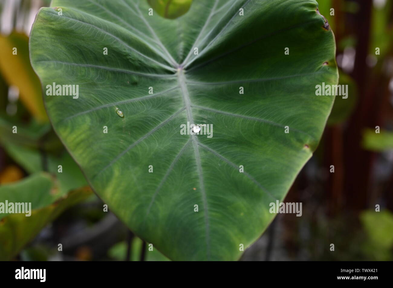 Planta tropical verde hi-res stock photography and images - Alamy