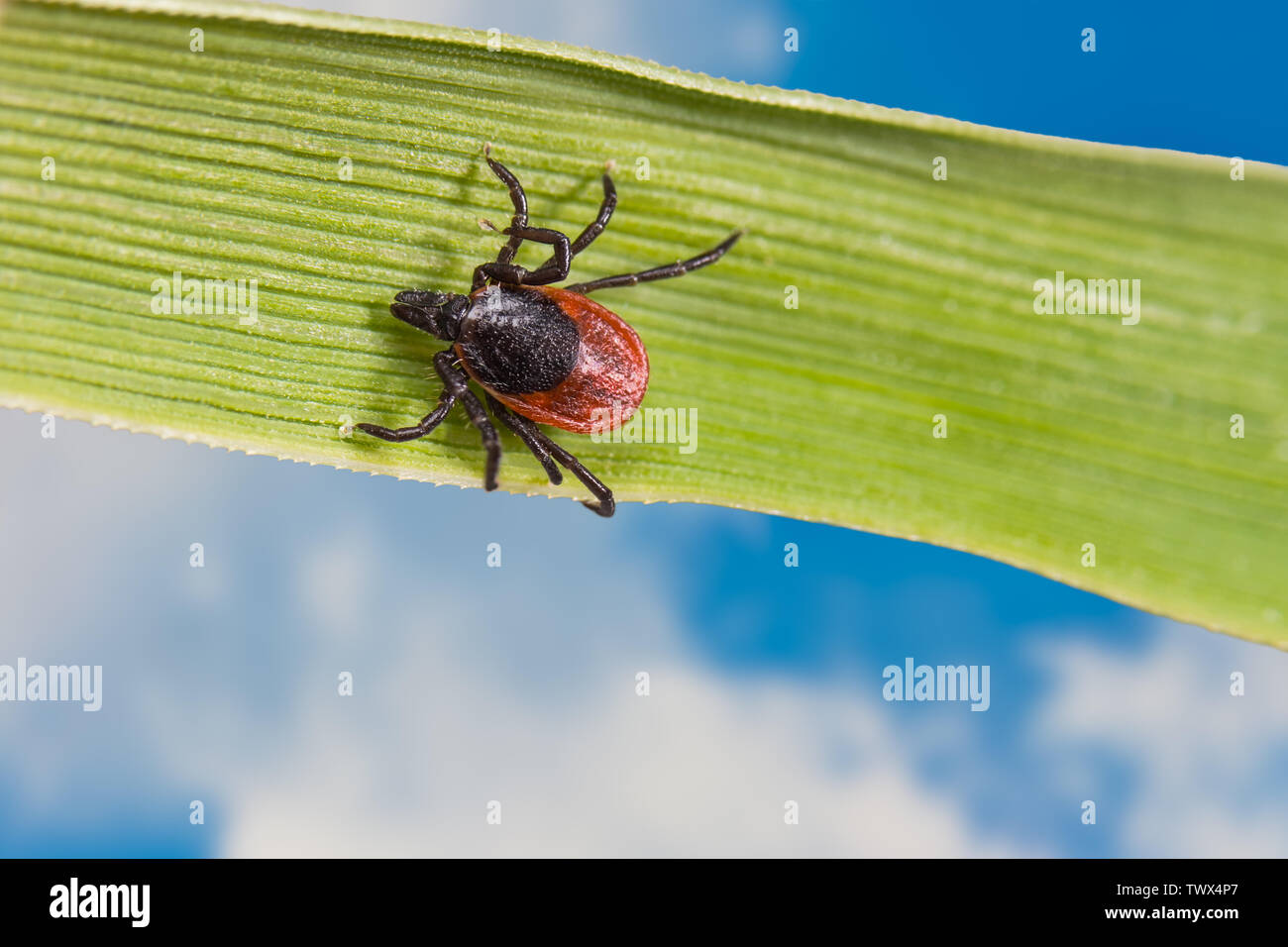 Deer tick crawling on grass blade. Ixodes ricinus. Dangerous parasite ...