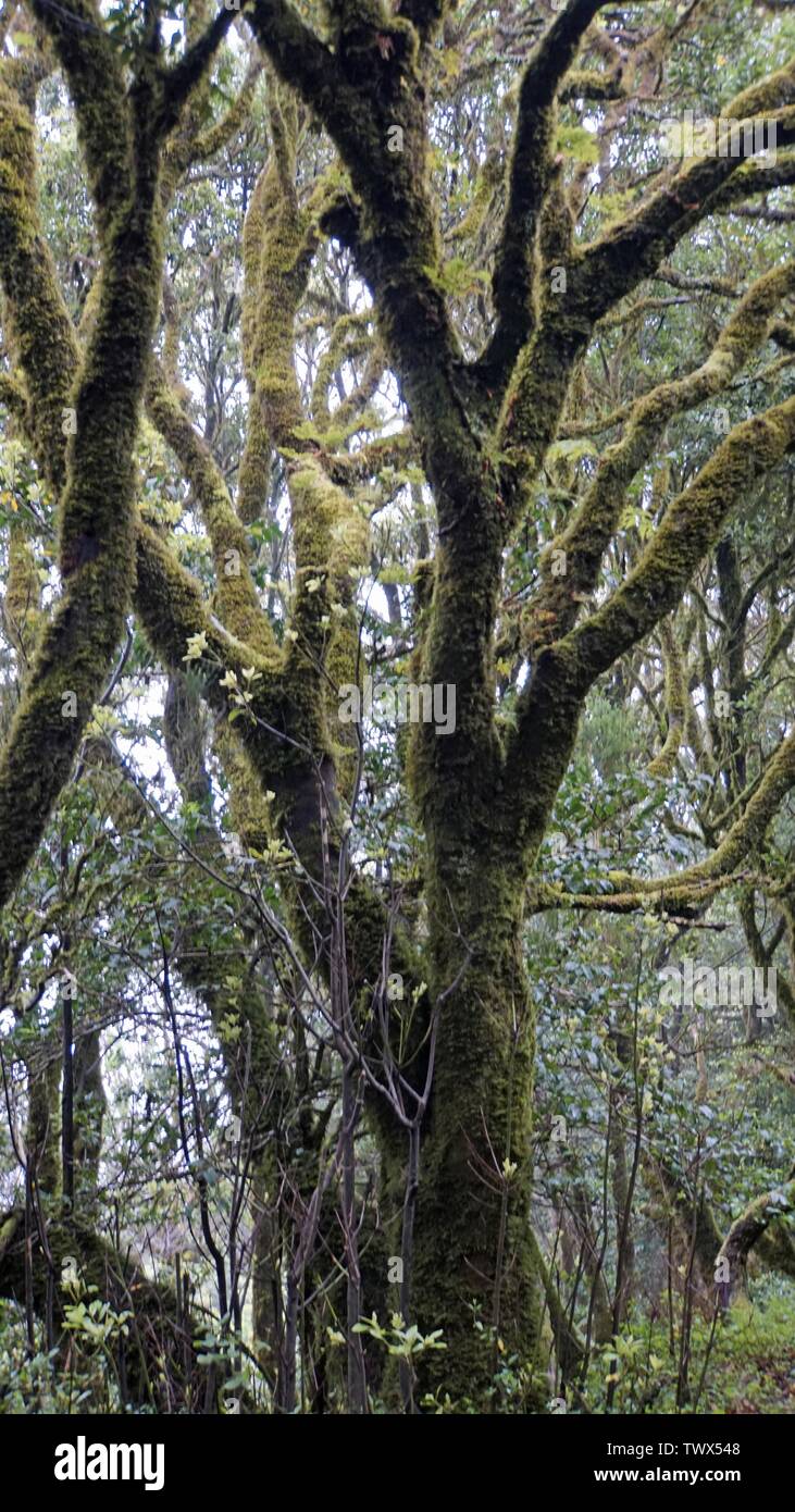 clouds forest in anaga mountains on tenerife island Stock Photo - Alamy