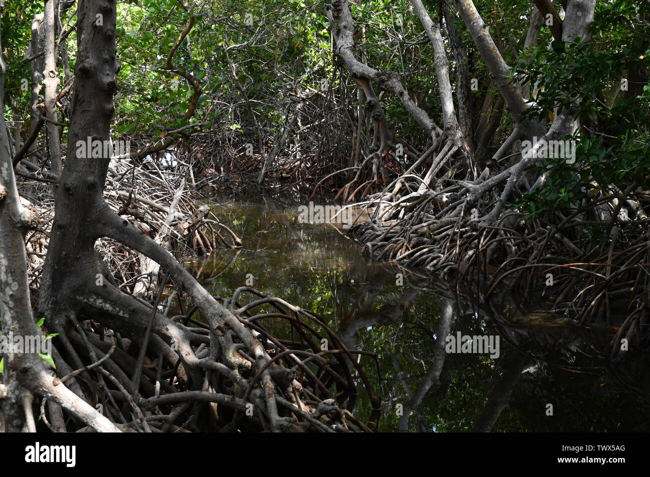 Manguetown hi-res stock photography and images - Alamy