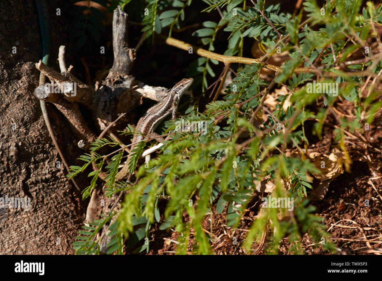 Madeiran wall lizards in bright sunshine, Funchal, Madeira, Portugal ...
