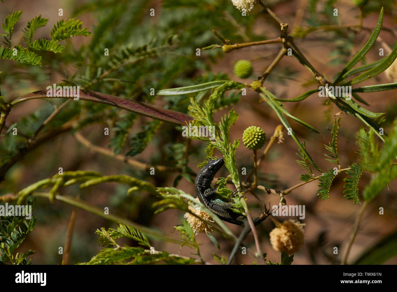 Madeiran wall lizards in bright sunshine, Funchal, Madeira, Portugal ...