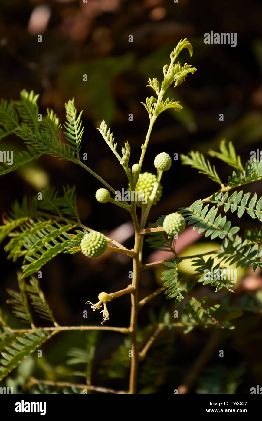 Madeiran wall lizards in bright sunshine, Funchal, Madeira, Portugal ...
