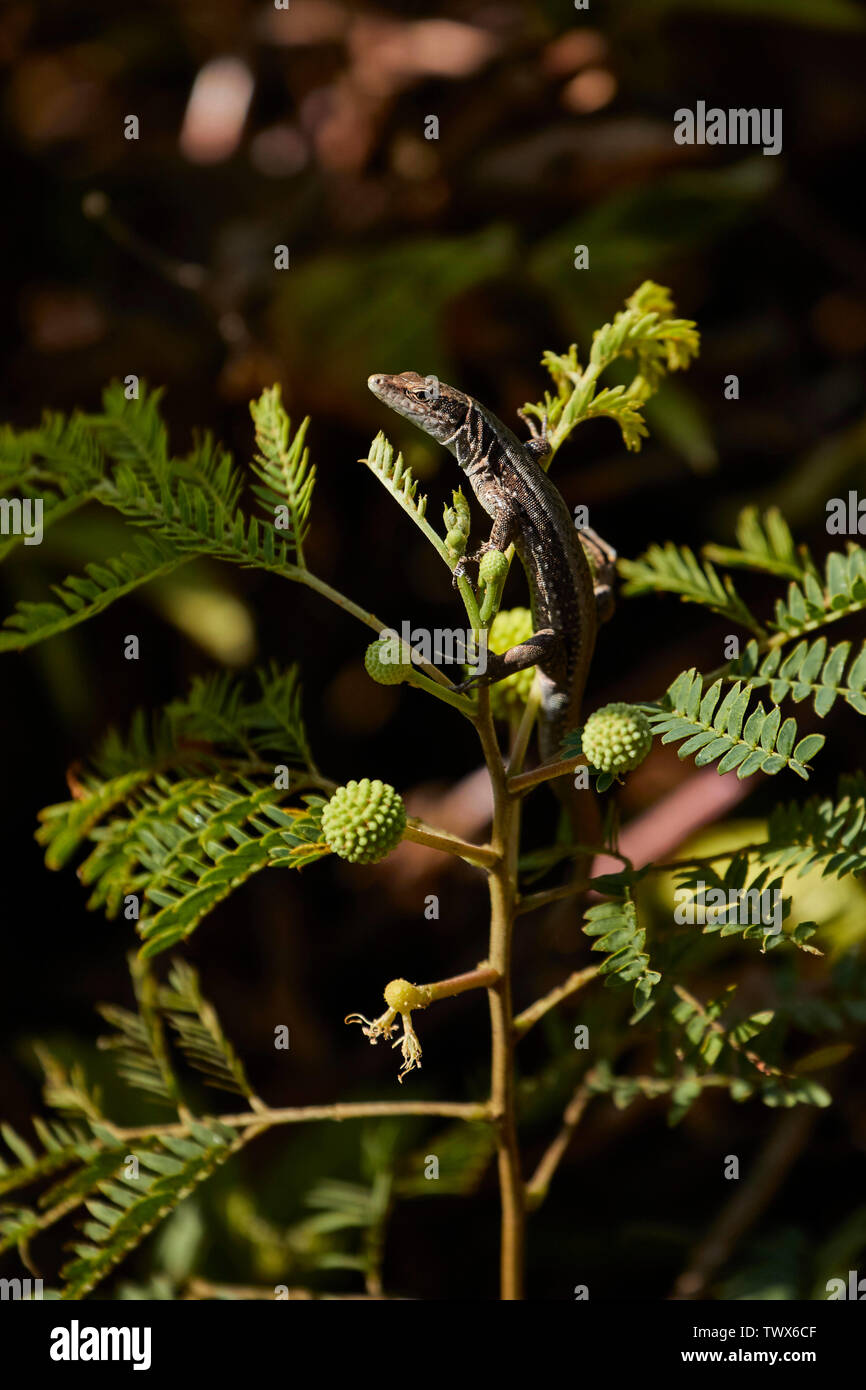 Madeiran wall lizards in bright sunshine, Funchal, Madeira, Portugal ...
