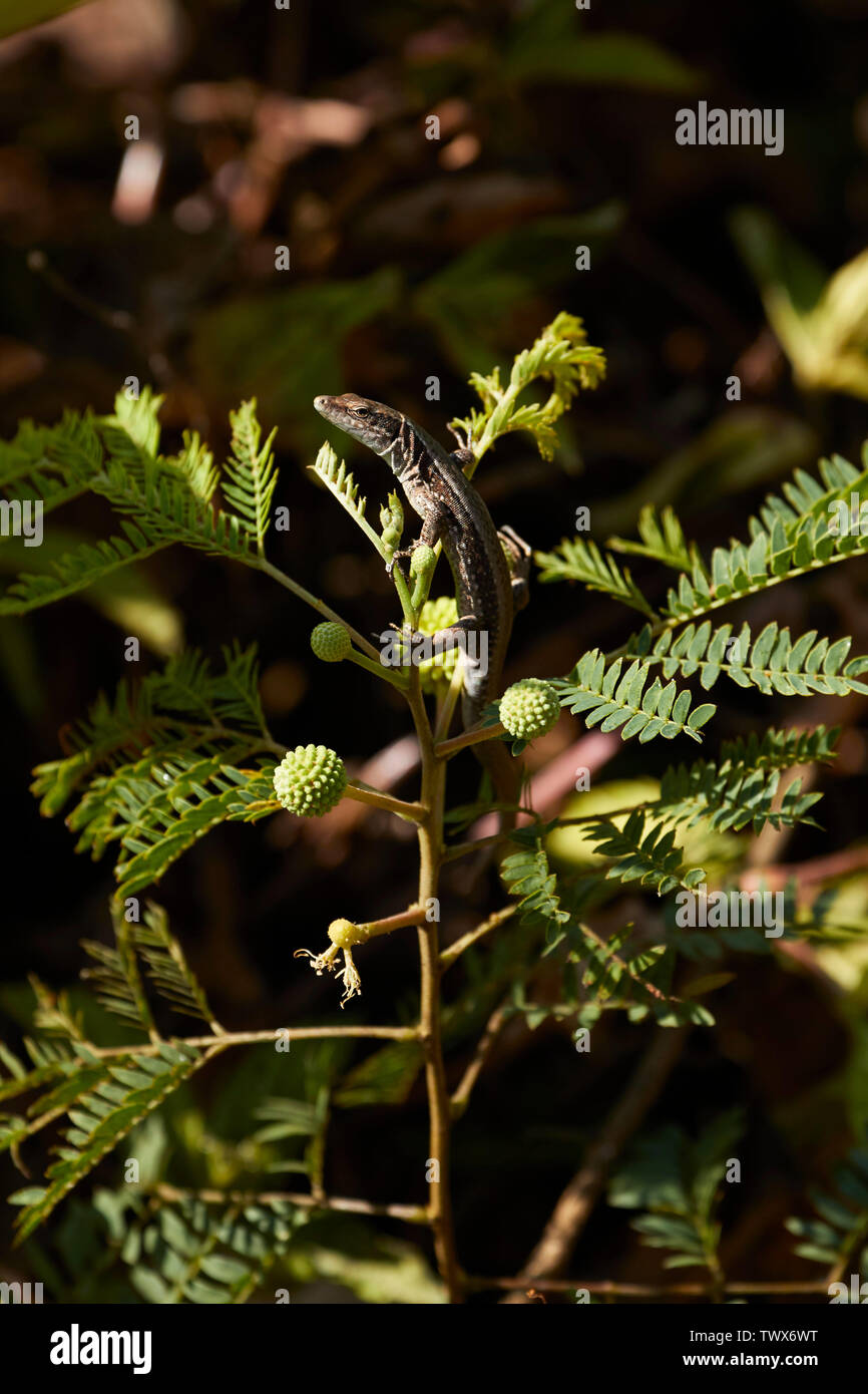 Madeiran wall lizards in bright sunshine, Funchal, Madeira, Portugal ...