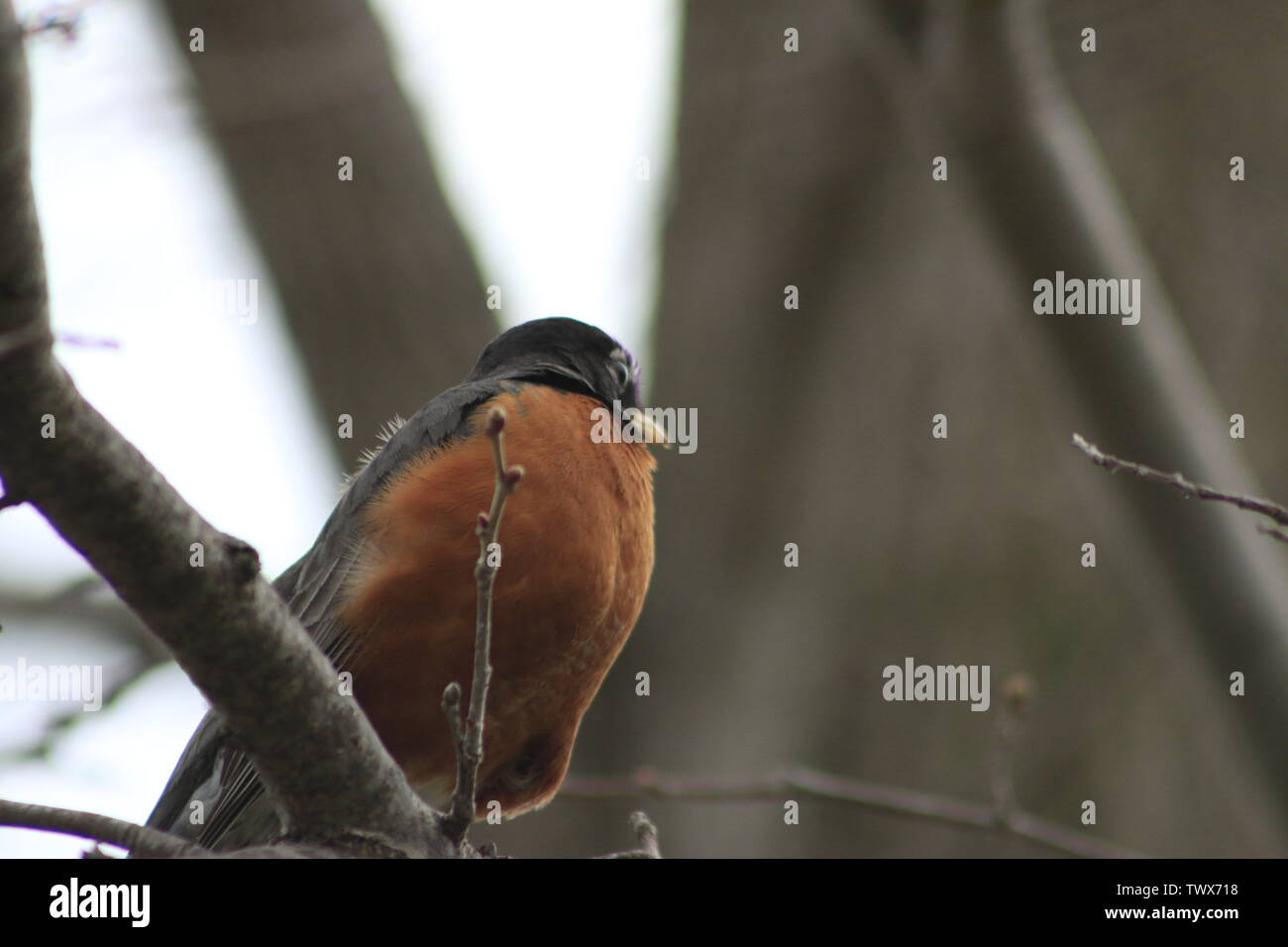 American Robin Turdus migratorius on native perch in central Oregon ...